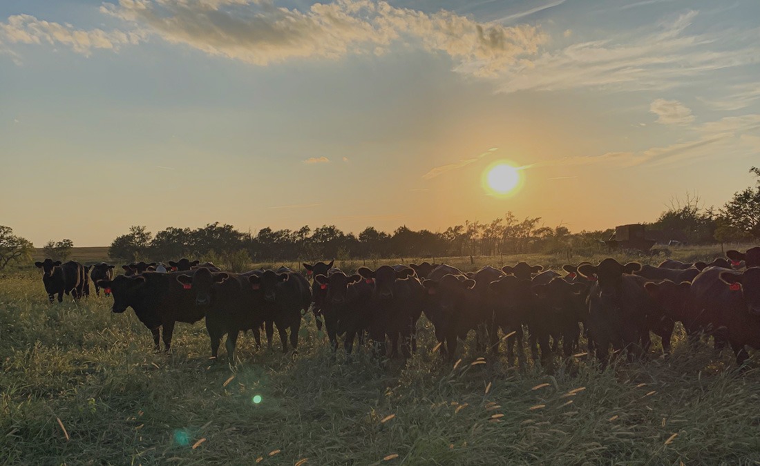 Bulk Beef - Wiggins Ranch
